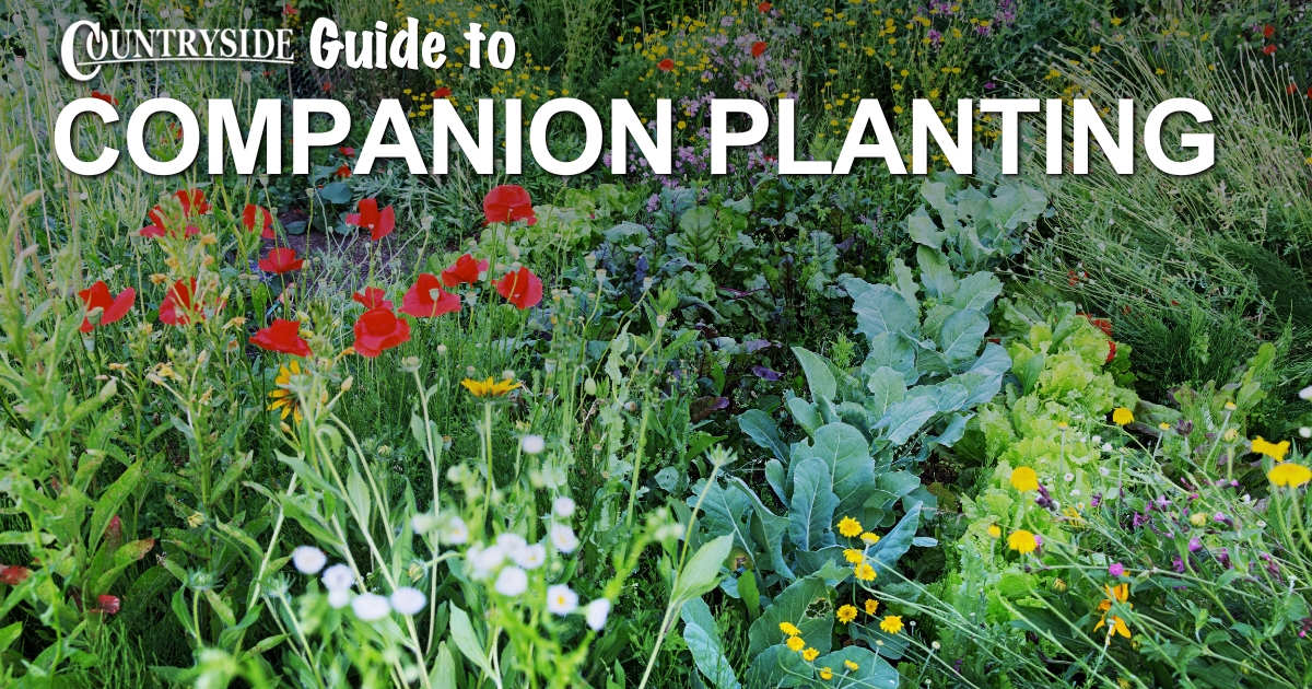 Free guide: Companion Planting